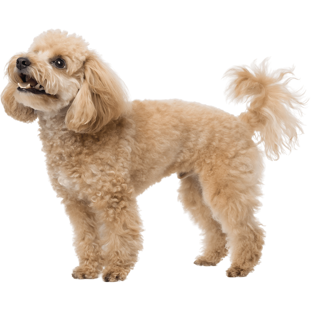 Pet Medical Imaging In Medford, OR | West Main Animal Hospital