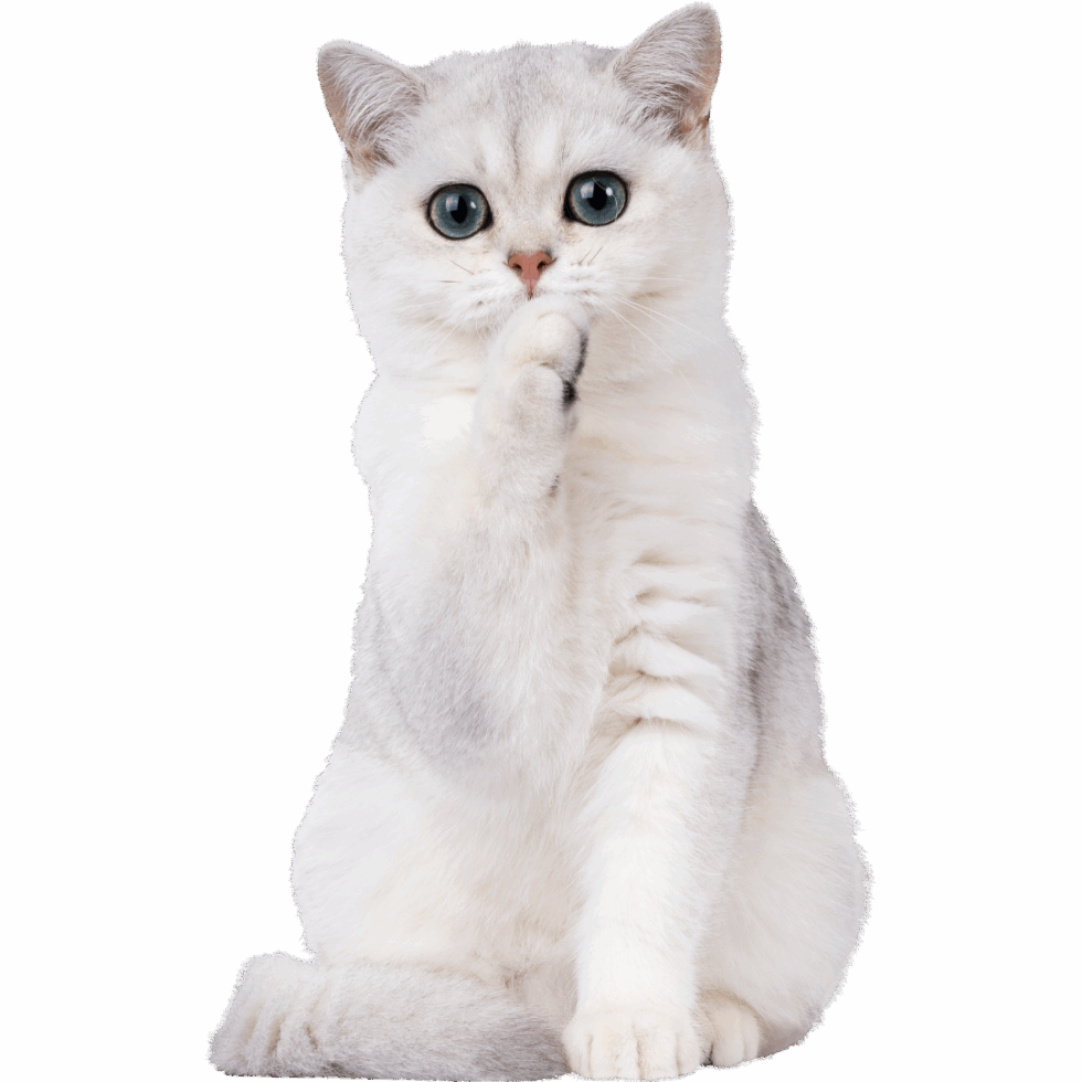 Pet Medical Imaging In Medford, OR | West Main Animal Hospital